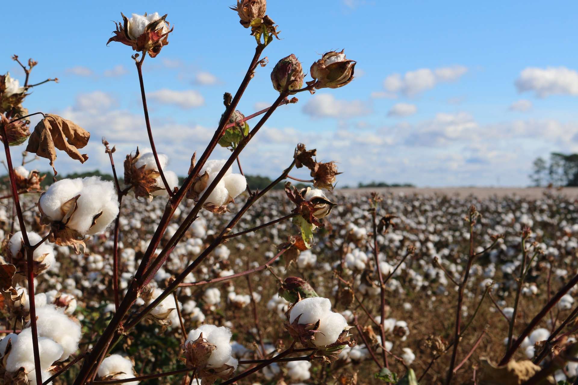 Could Cotton Be A Renewable Resource? An In-Depth Look